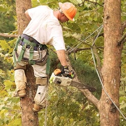 Beaver Tree Trimming - Tree Services - 115 Alice Ave, Lavergne, TN ...
