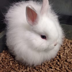 Mini Critters - Pet Services - 3509 W 49th St, Sioux Falls, SD - Phone ...