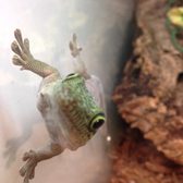 East Bay Vivarium - 205 Photos & 430 Reviews - Reptile Shops - 1827 5th ...