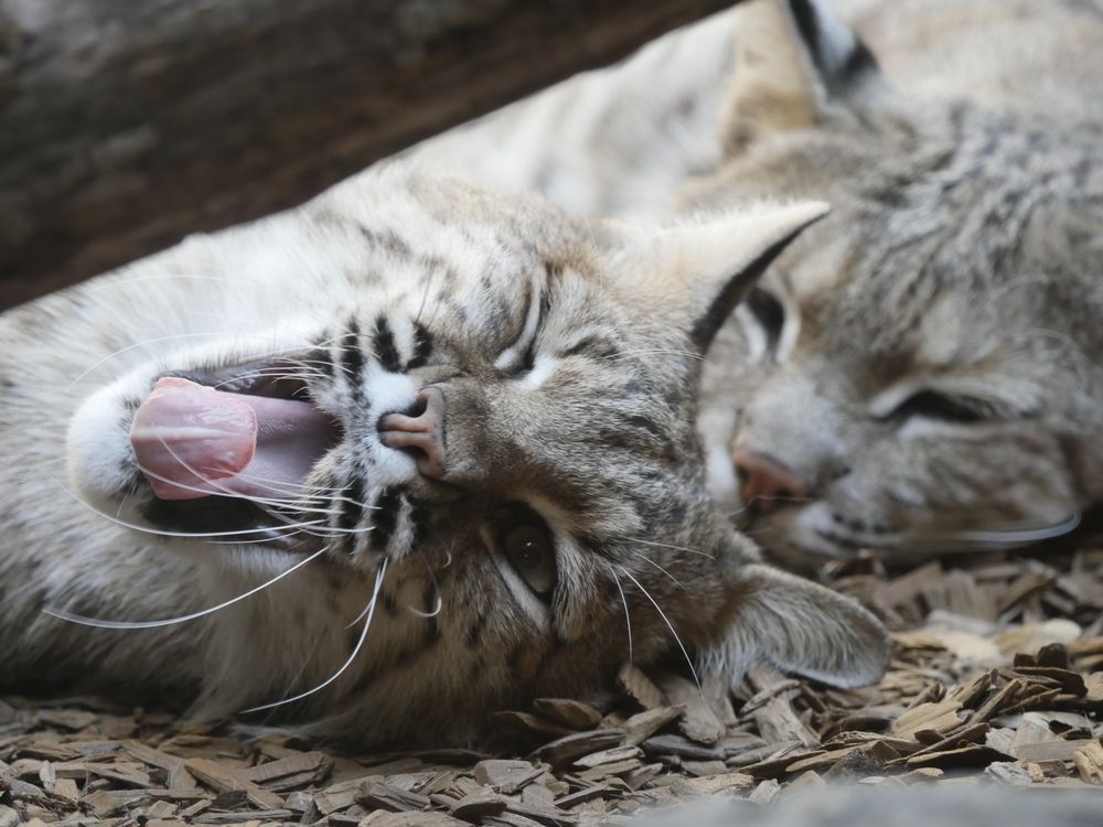 CuriOdyssey - 374 Photos & 199 Reviews - Museums - 1651 Coyote Point Dr ...