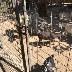 Applegate Park Zoo - 82 Photos & 26 Reviews - Zoos - 1045 W 25th St ...