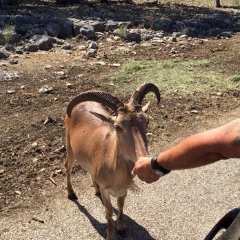 Natural Bridge Wildlife Ranch - 940 Photos & 313 Reviews - Ranches ...