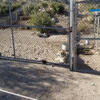 Wolf Connection - 27 Photos - Community Service/Non-Profit - Palmdale ...