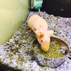 PetSmart - 27 Photos & 57 Reviews - Pet Stores - 4 West Circle, Valley ...