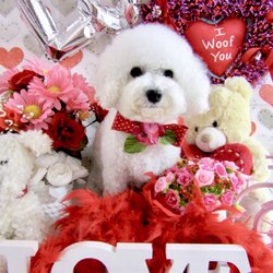 Aloha Dog - 189 Photos & 74 Reviews - Pet Sitting - 525B Cummins St ...