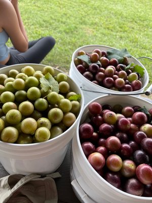 Seminary, MS Map & Directions - MapQuest