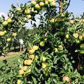 Apple Ridge Orchards - 105 Photos & 47 Reviews - Pick Your Own Farms ...