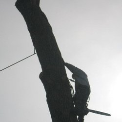 Arbor Pro Tree Experts - Tree Services - 6405 W Mississippi Ave ...