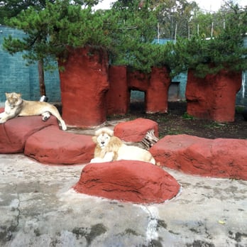 Capron Park Zoo - 38 Reviews & 43 Photos - Zoos - 201 County St ...