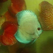 Jack Wattley Discus - 19 Photos - Pet Stores - 6944 NE 4th Ave, Little ...