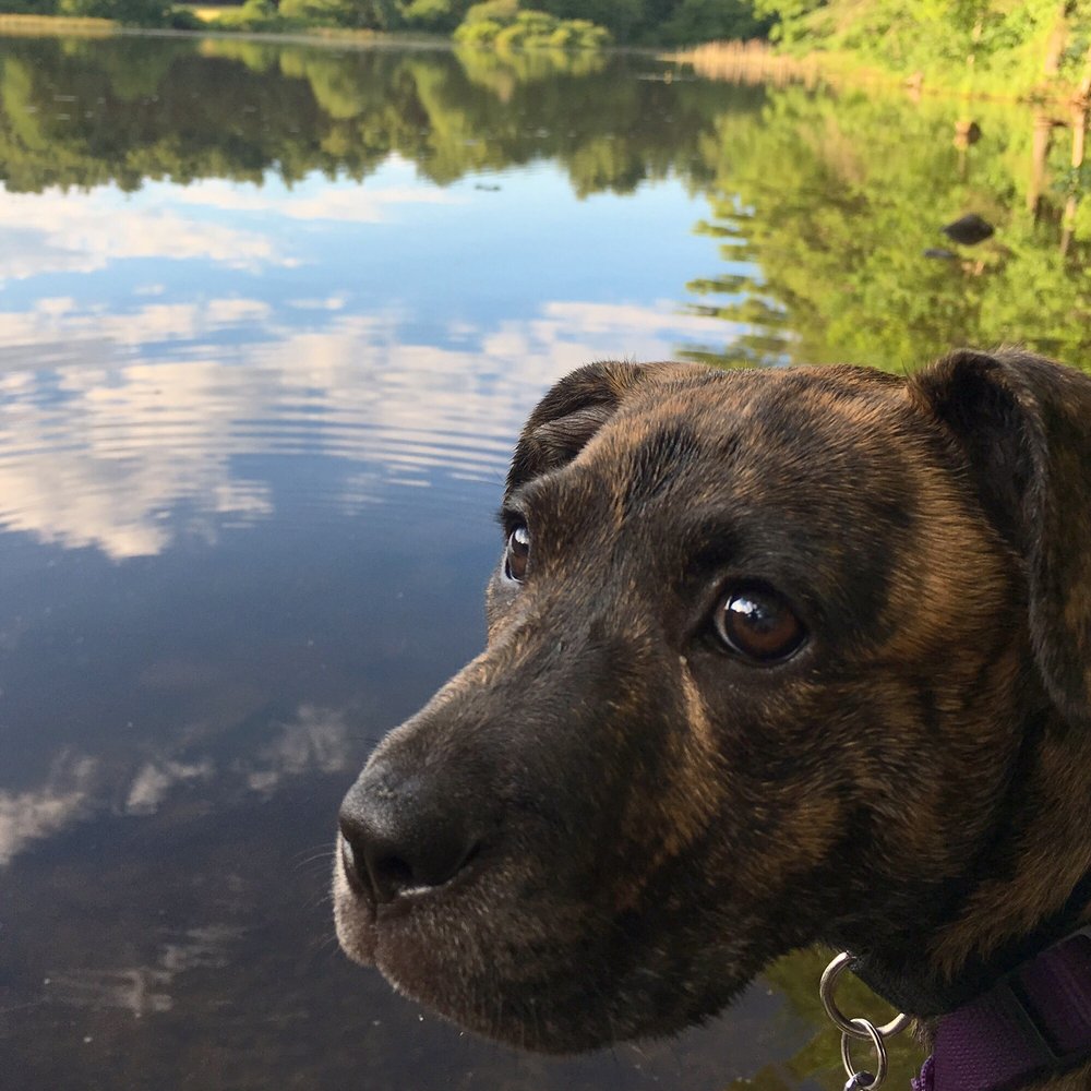 Great Dog Rescue New England - 21 Reviews - Pet Adoption - 9 Bartlet St ...