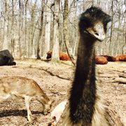 Lazy 5 Ranch - 584 Photos & 189 Reviews - Zoos - 15100 Mooresville Rd ...