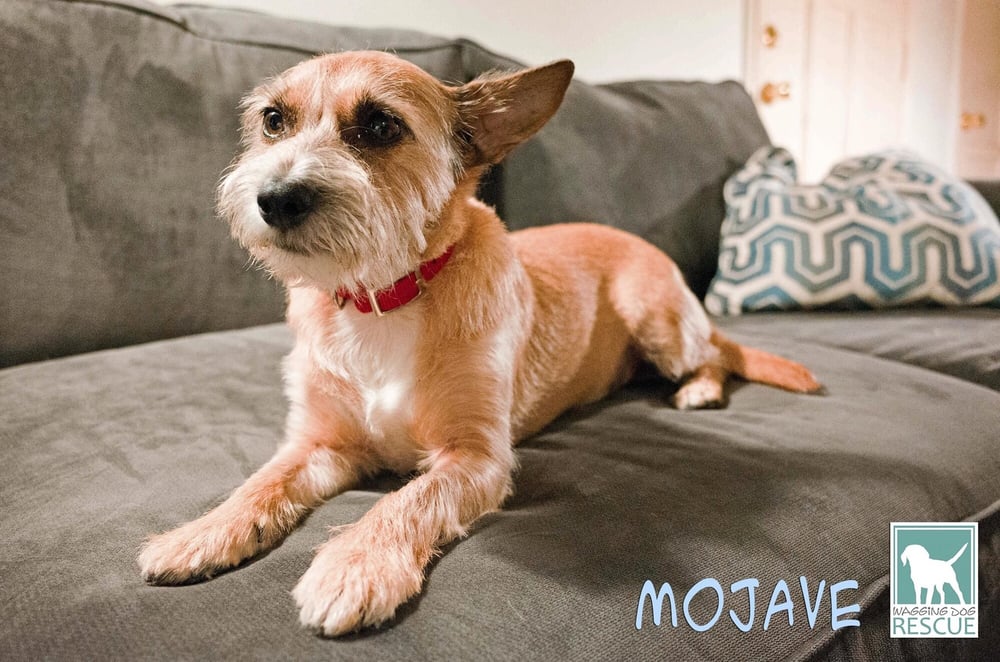 Moochi Dog Salon and Supply - 199 Photos & 201 Reviews - Pet Groomers ...