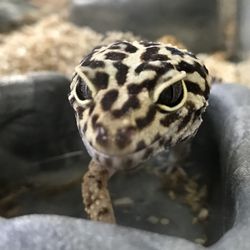 LLLReptile & Supply - 113 Photos & 81 Reviews - Pet Stores - 8450 West ...