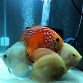Jack Wattley Discus - 19 Photos - Pet Stores - 6944 NE 4th Ave, Little ...