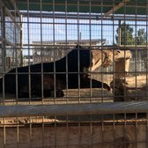 Forever Wild Exotic Animal Sanctuary - 416 Photos & 195 Reviews - Zoos ...