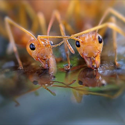 Beadle Bug Patrol - 13 Photos & 11 Reviews - Pest Control - 1539 E ...