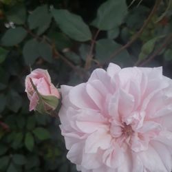 Raven Ranch - Horseback Riding - 9525 E Graf Ln, Tucson, AZ - Phone ...