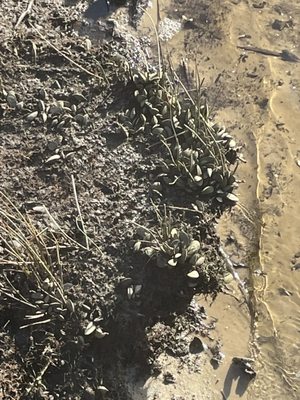 Lillian, AL Map & Directions - MapQuest