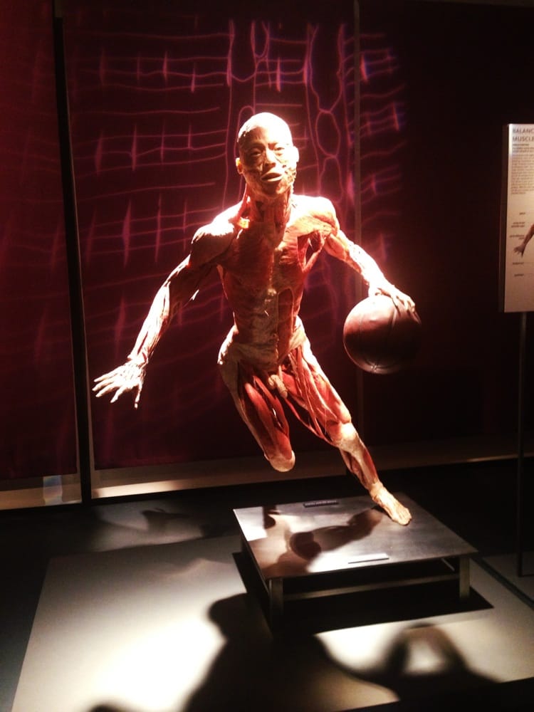 Bodies: The Exhibition - Museums - Atlantic Station - Atlanta, GA ...