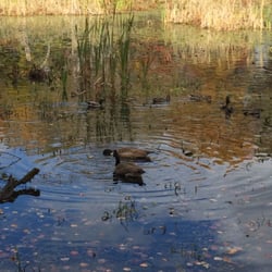 Mass Audubon Broadmoor Wildlife Sanctuary - 34 Photos & 10 Reviews ...