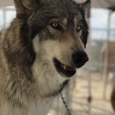 Wolf Mountain Sanctuary - 320 Photos & 117 Reviews - Animal Shelters ...