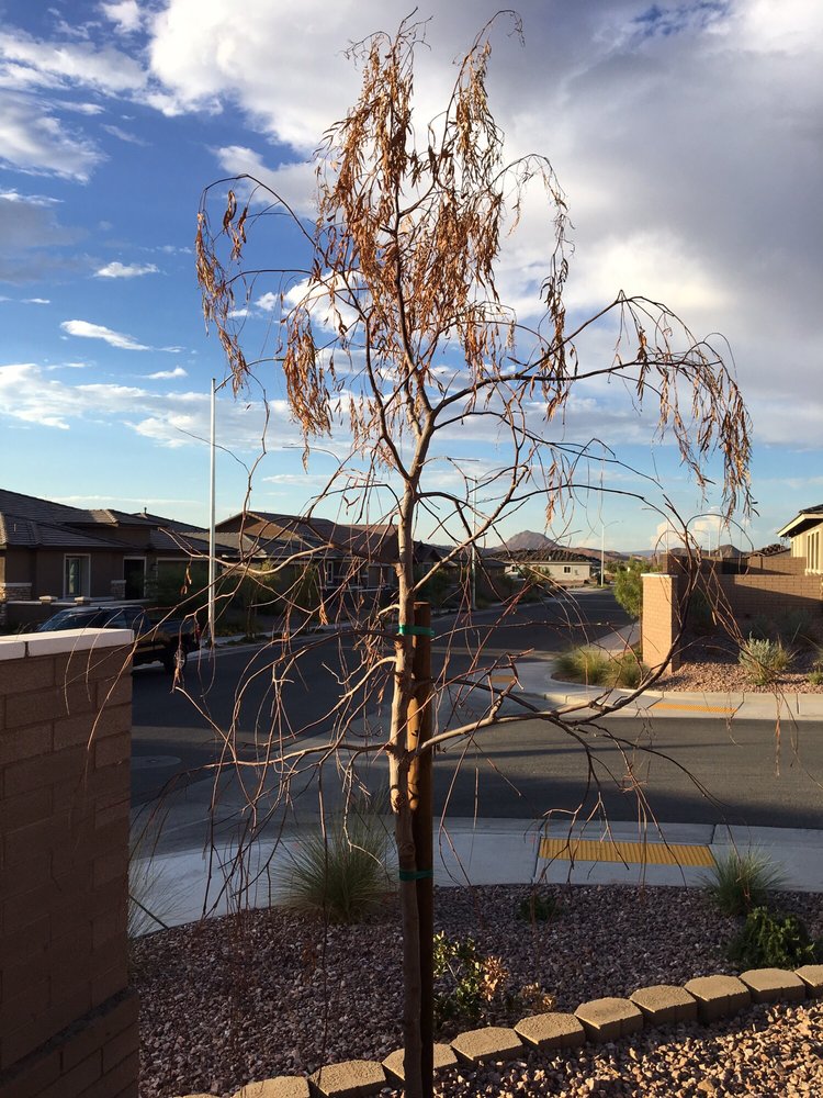 Vision Landscape - 18 Photos - Landscaping - Henderson, NV - Phone ...