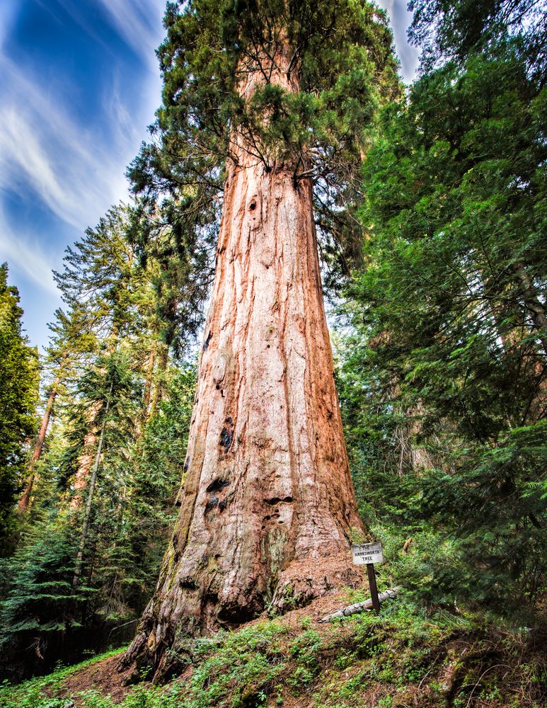 Nelder Grove - 14 Photos - Hiking - Oakhurst, CA - Phone Number - Last ...