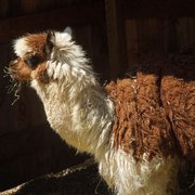 Flamig Farm - 140 Photos & 30 Reviews - Farms - 7 Shingle Mill Rd, West ...