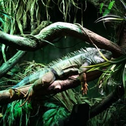 Henry Vilas Park Zoo - 131 Photos & 117 Reviews - Zoos - 702 S Randall ...