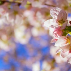 Cherry Blossoms @ University of Washington - 423 Photos & 79 Reviews ...