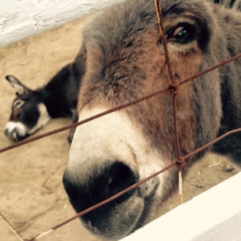 Smith Family Farms - 177 Photos & 121 Reviews - Pumpkin Patches - 4430 ...