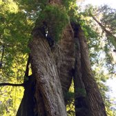 Prairie Creek Redwoods State Park - 488 Photos & 101 Reviews - Parks ...