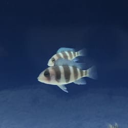 The Fish Place - 52 Photos & 35 Reviews - Aquarium Services - 141 ...