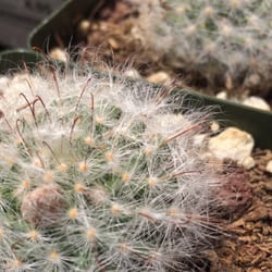 Mesquite Valley Growers Nursery - 212 Photos & 92 Reviews - Nurseries ...