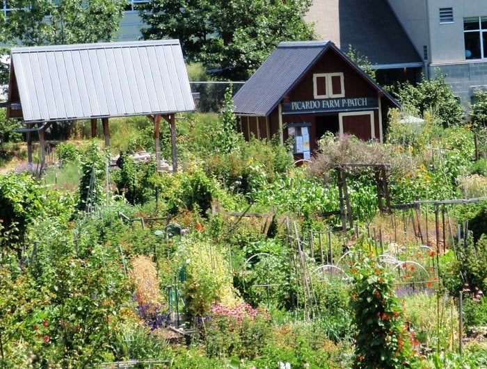 Picardo P-Patch - Community Gardens - NE 80th St 25th Ave NE, Wedgwood ...