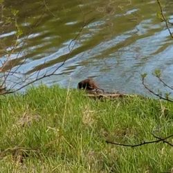 Blackhawk Park - 20 Photos - Parks - 1629 Murphy Pkwy, Eagan, MN ...