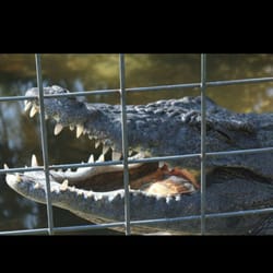 Croc Encounters - 29 Photos - Zoos - 8611 Bowles Rd, Tampa, FL - Phone ...