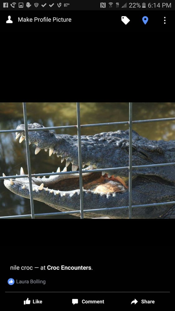 Croc Encounters - 29 Photos - Zoos - 8611 Bowles Rd, Tampa, FL - Phone ...