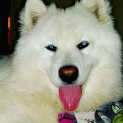 Kabeara Samoyeds - 23 Photos & 13 Reviews - Pets - 18105 Godfrey Ave ...