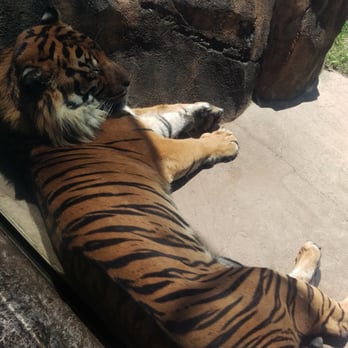 Baton Rouge Zoo - 216 Photos & 33 Reviews - Zoos - 3601 Thomas Rd ...