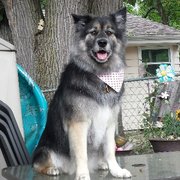 EmBark Pet Spa - 30 Photos & 48 Reviews - Pet Groomers - 1208 E ...