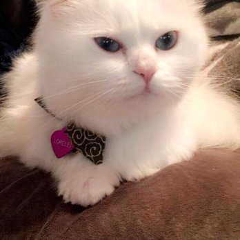 EmBark Pet Spa - 30 Photos & 48 Reviews - Pet Groomers - 1208 E ...