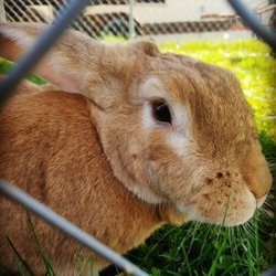 Henry’s Rabbit Ranch Home - Ranches - 1107 Historic Old Rt 66, Staunton ...