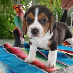 Adams’ Briarpatch Beagles & German Short Hair Pointers - Pet Services ...
