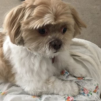 Paws R Us - 52 Photos & 16 Reviews - Pet Groomers - 2540 Anthem Village ...