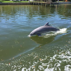 Pier Dolphin Cruises - 28 Photos & 11 Reviews - Boat Charters - 400 ...