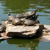 CSUN Pond - 304 Photos & 68 Reviews - Parks - 18111 Nordhoff St ...