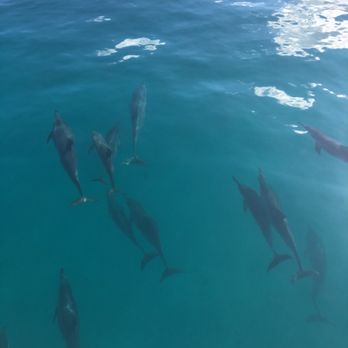 Blue Dolphin Charters - 329 Photos & 478 Reviews - Boating - 4353 ...