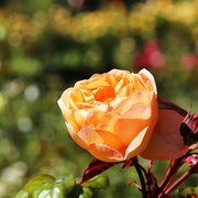 Rose Garden - 242 Photos & 34 Reviews - Parks - Fulton St & Park ...